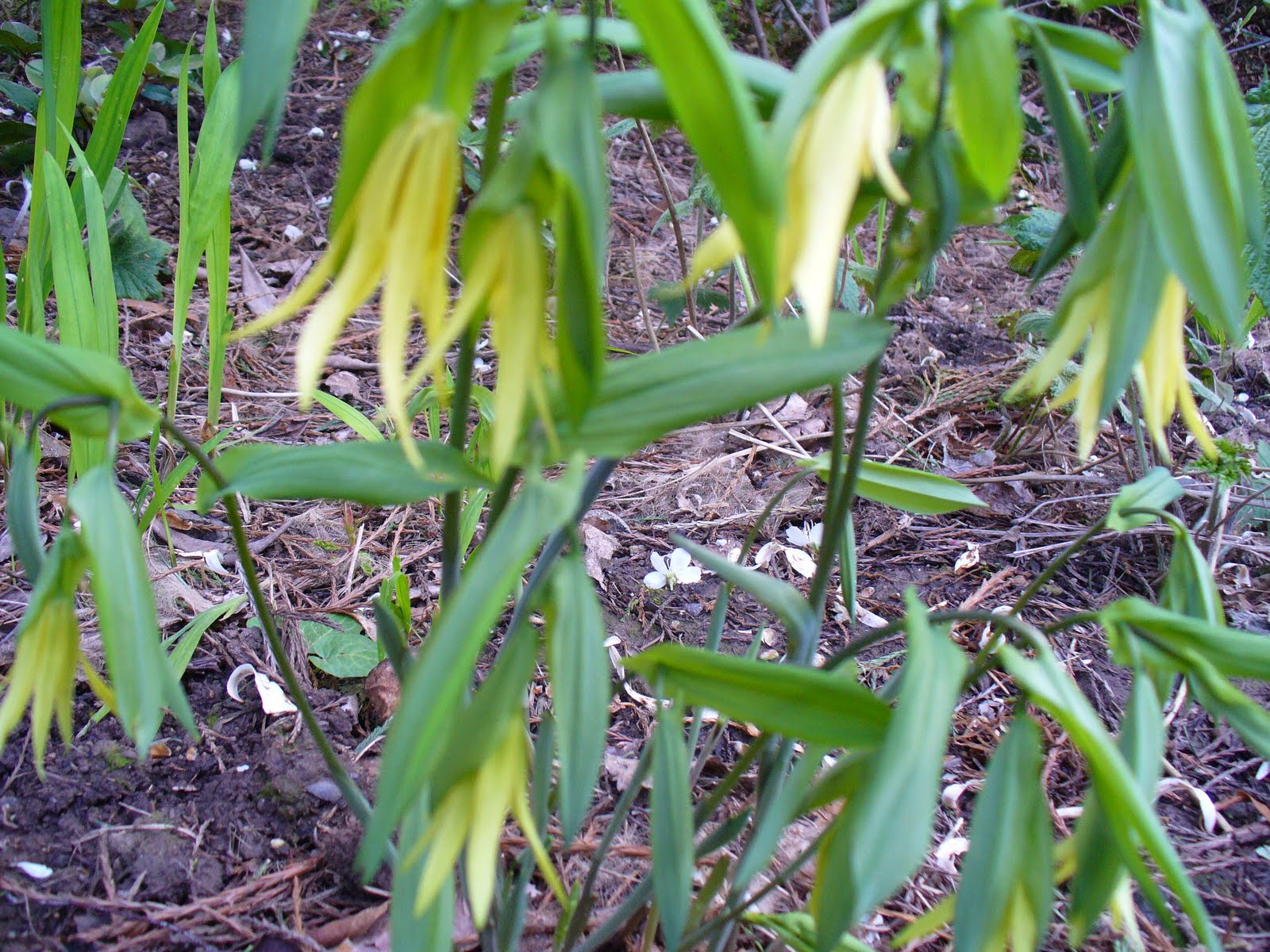 New Spring Stars – Plant Something Oregon