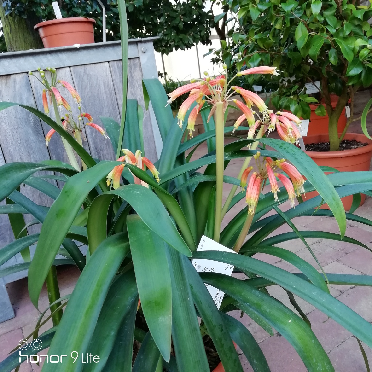 Oh Clivia - eine LEIDENSCHAFT - Oh Klivie: Clivia nobilis???