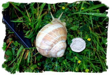 Wolf Moons and Muddypond Green: On the snail trail - giant Kentish land ...