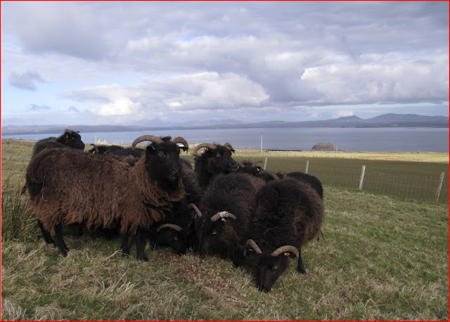 Islay Natural History Trust: Hebridean sheep
