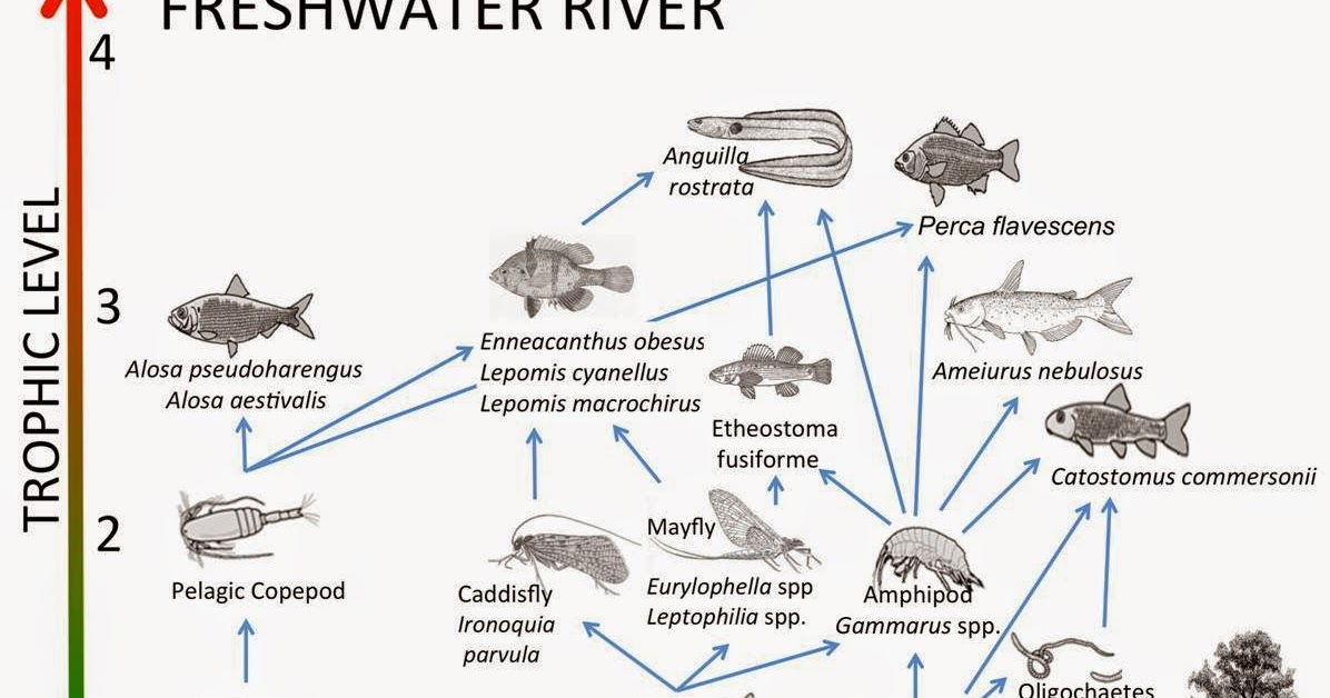 Freshwater Ecosystems Food Web