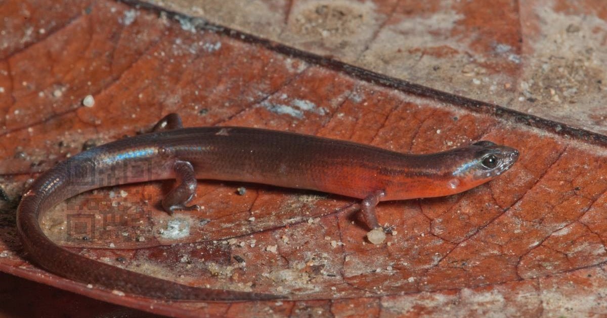 Species New to Science: [Herpetology • 2016] The Transfer of Two Clades ...