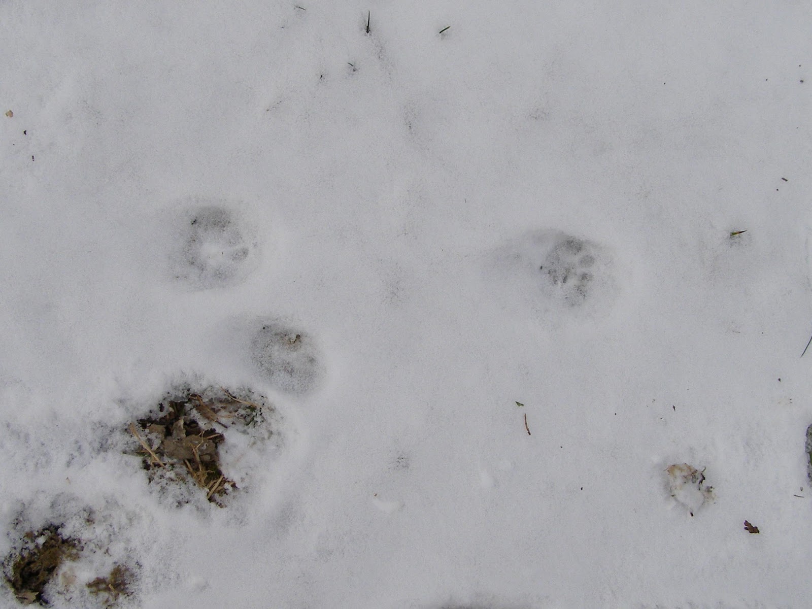 Blue Jay Barrens: A Few Tracks in the Snow