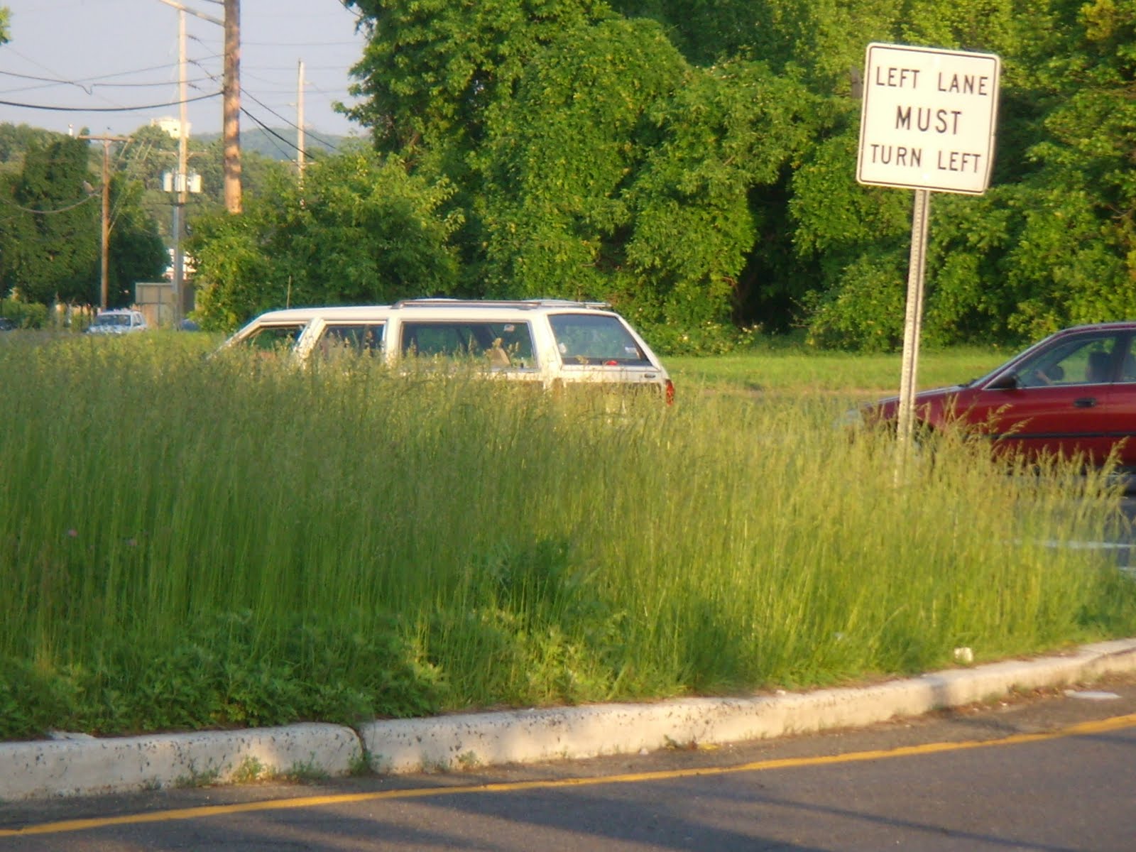 Aberdeen NJ Life: Tall Grass
