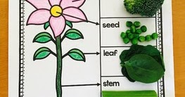 Plants: What part of a plant do we eat?