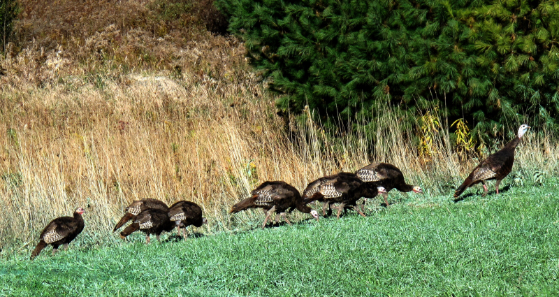 The Joyce Road Neighborhood: Fall Turkeys