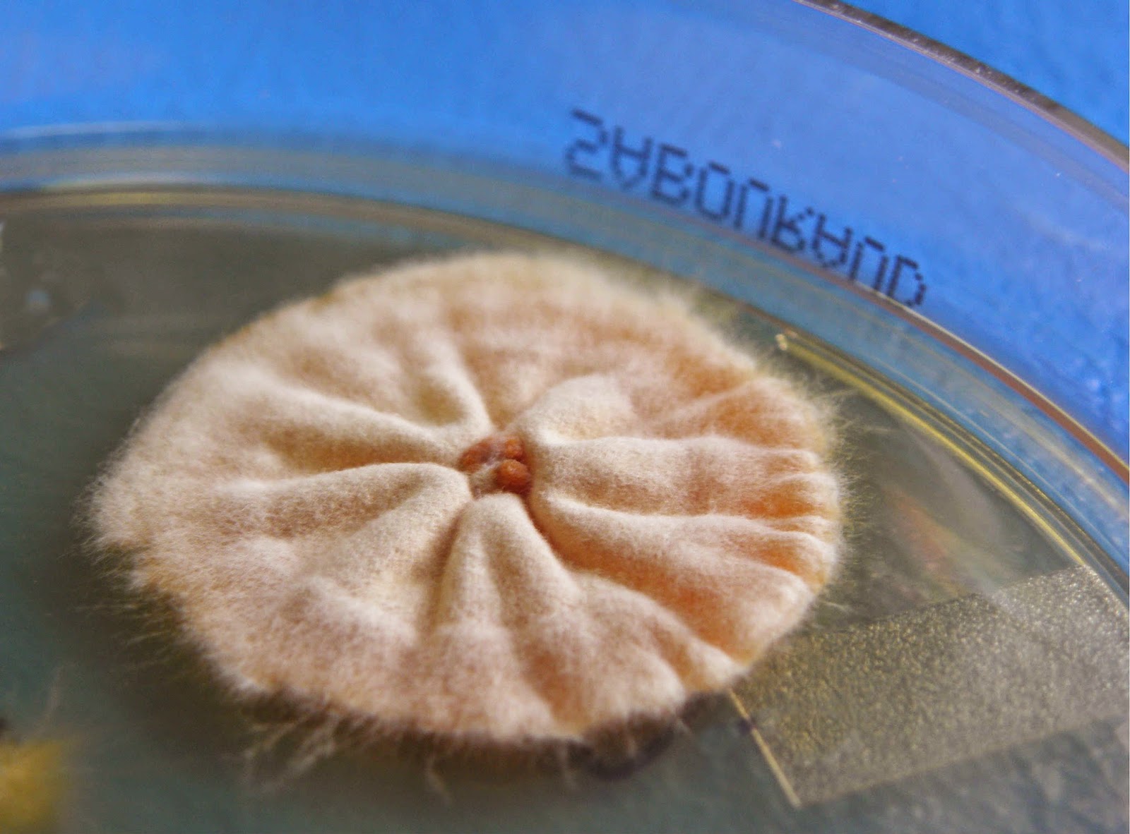 ATLAS MICOLOGIA: TRICHOPHYTON TONSURANS (2)