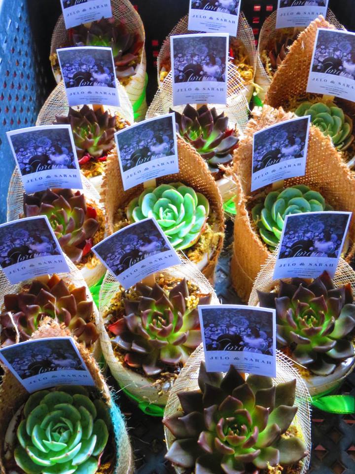 Succulents Cebu and Cactus Collection- Cassiel's Succulent World ...