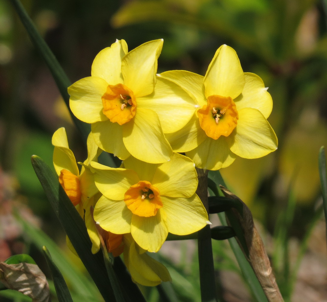 -neuer Gartentraum-: Narzissen