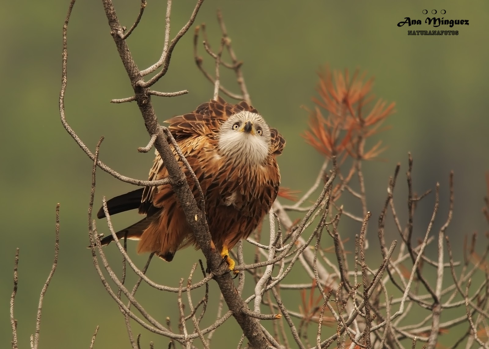 NATURANAFOTOS: Milano real/ Red Kite