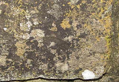 Introduction to lichens