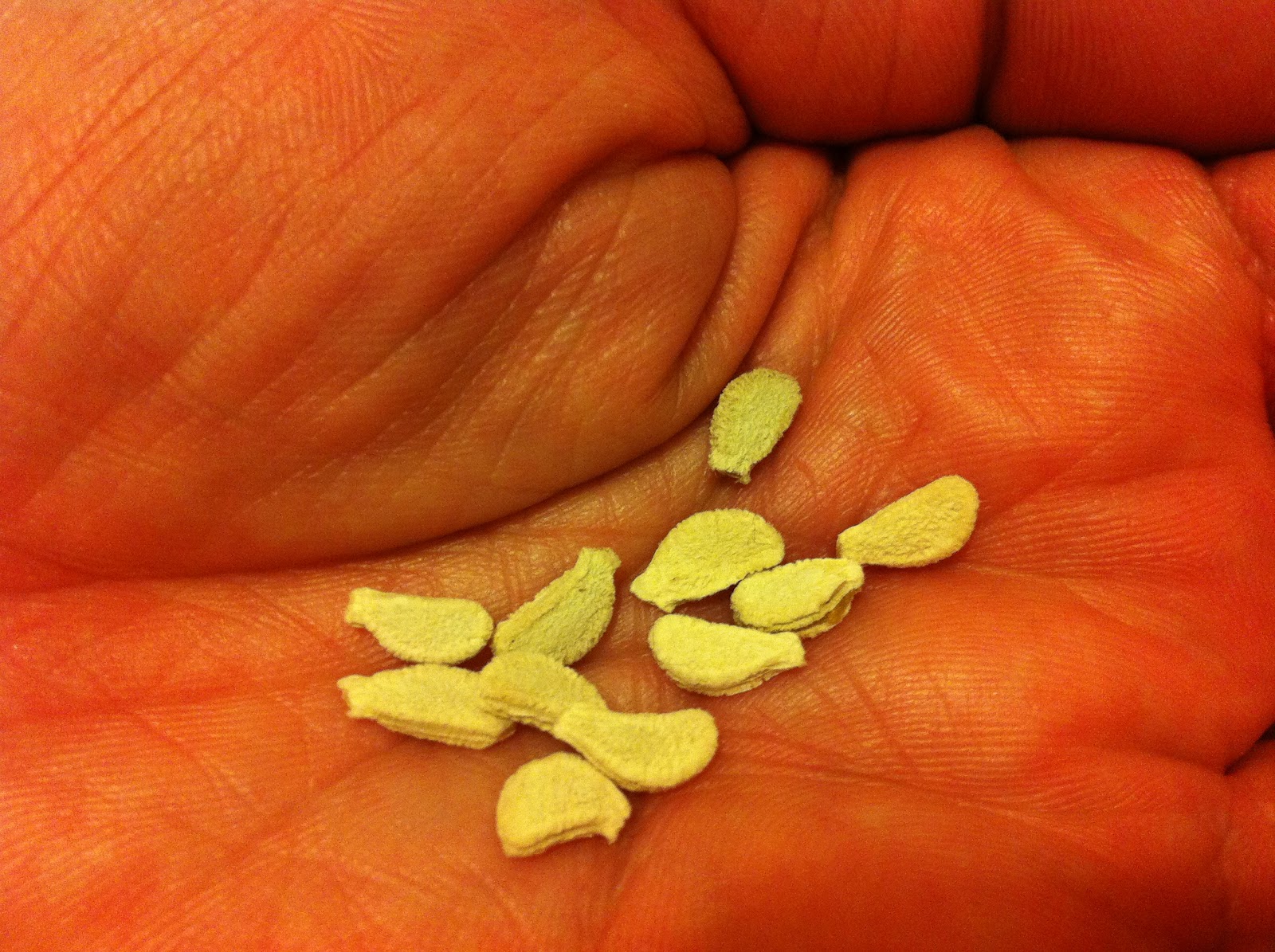 Anchote: Out of Africa