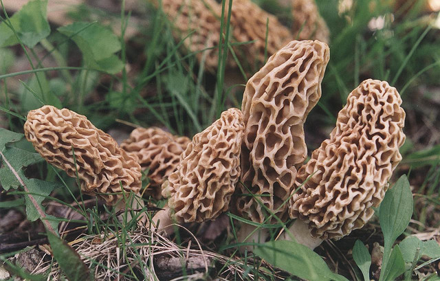 Our Prairie Home: The Great Morel Hunt