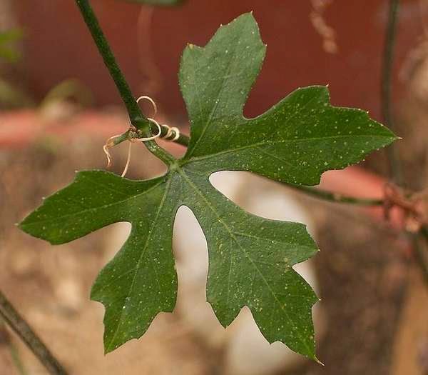 Всё о бегониях и не только...: Кедростис (Kedrostis)