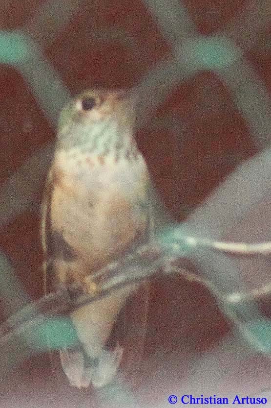 Christian Artuso: Birds, Wildlife: Calliope Hummingbird in Manitoba