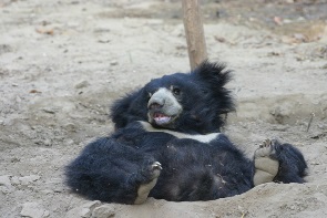 Bear diaries: Treating sloth bear teeth in Agra, India