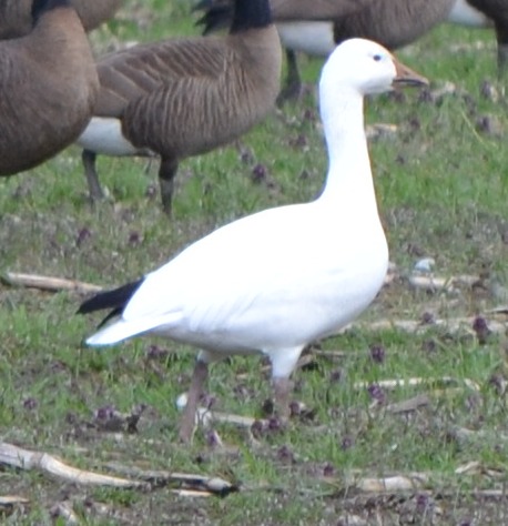Bird of the Day: Snow Goose