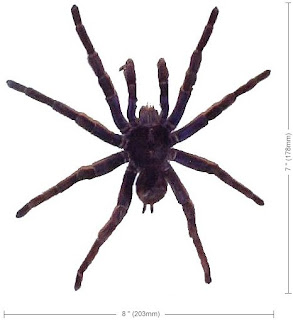 All photos gallery: Black spider, big black spider, black jumping spider