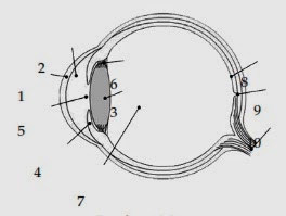 Bagian-Bagian Mata dan Fungsinya | Kacamata Jaya