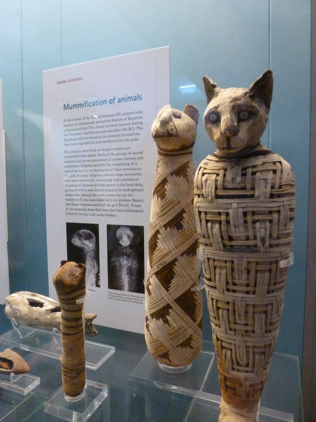 The Mind's Elbow: I Want My Mummy