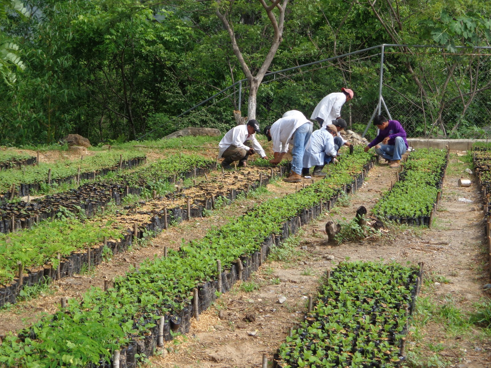 Teculután: DESARROLLO EN EL PROCESO DE VIVEROS FORESTALES MUNICIPALES