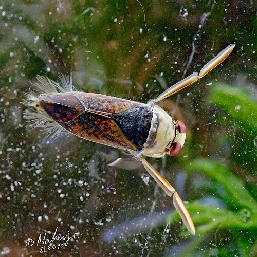 Biodiversidad Costa Granadina y ... (Fauna): Notonecta maculata