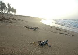 AVENTURAS XTREMES: EL TINGLAR : Impresionante Reptil Marino.