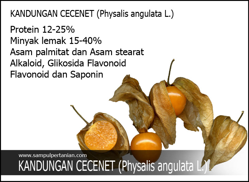 Kandungan Cecenet Atau Ciplukan (Physalis Angulata L.) Yang Bermanfaat ...