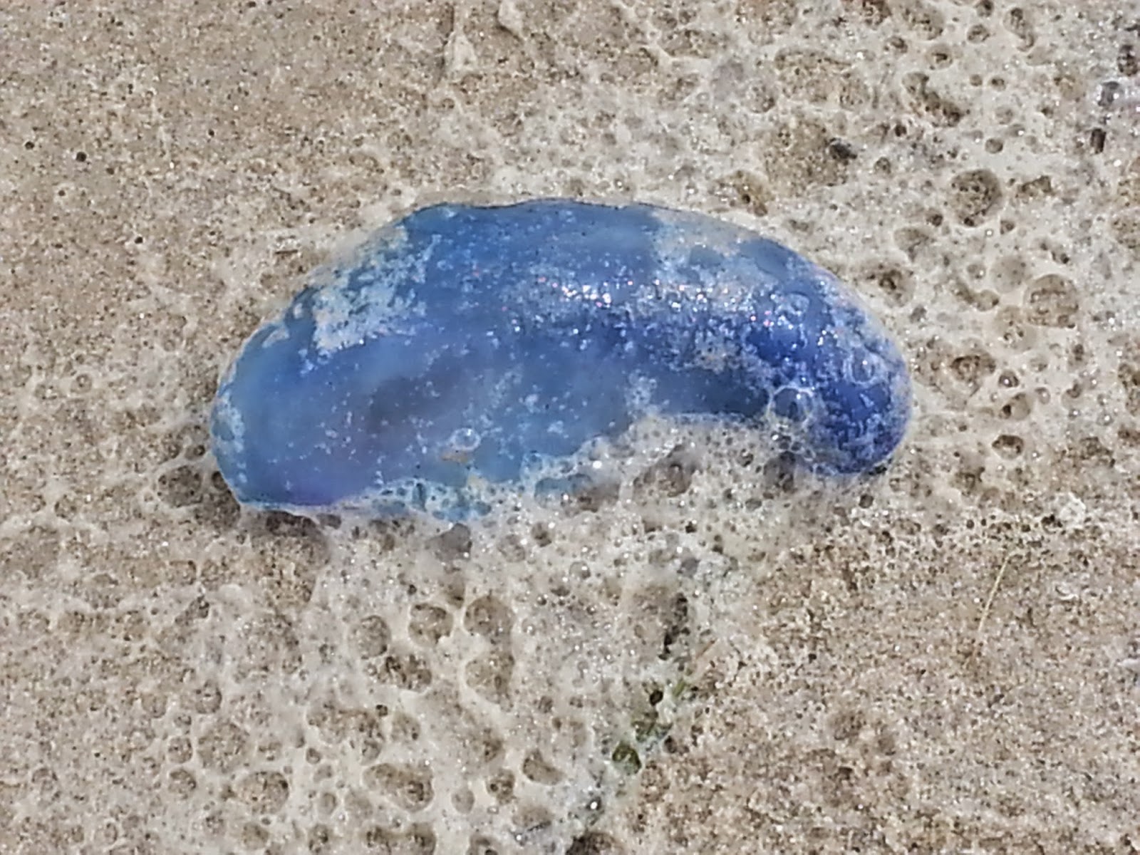 Ocracoke Island Journal: Blue Bottle