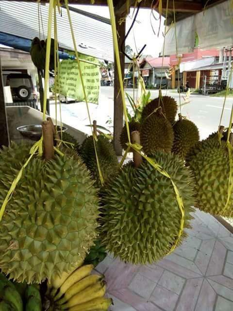 Jenis dan Macam Buah Borneo