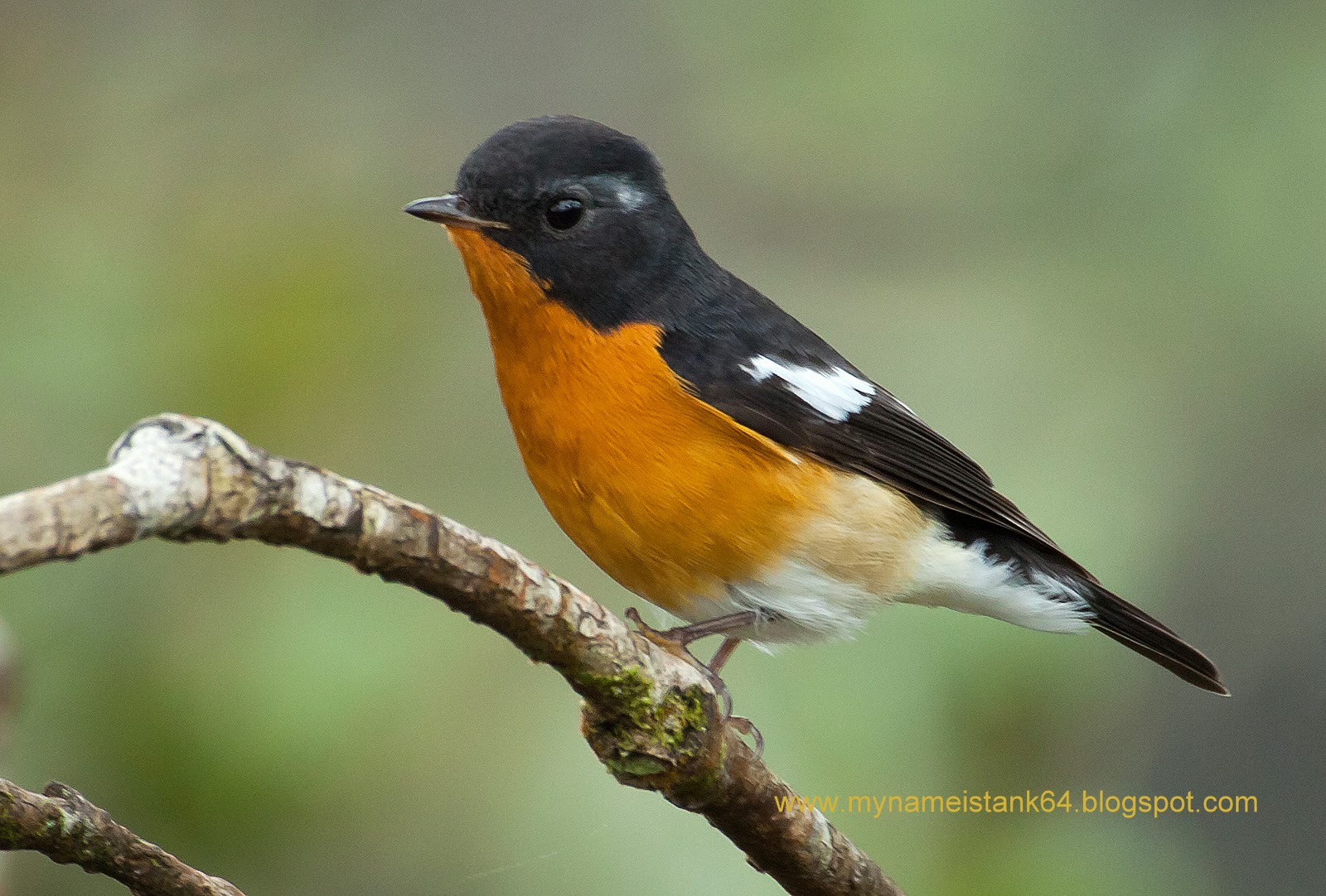 Birds of Malaysia @ mynameistank64: Male Mugimaki Flycatcher (Ficedula ...