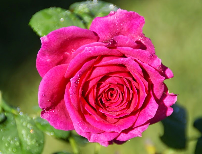 Organic Garden Dreams: October Roses