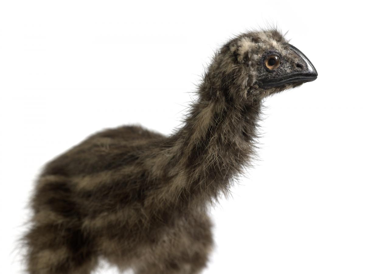 Welcome to Real Fake Birds!: Bird of the Week!