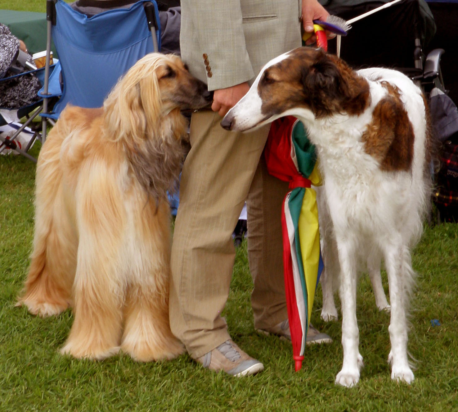 The In-Between: Limerick Dog Show, 2015