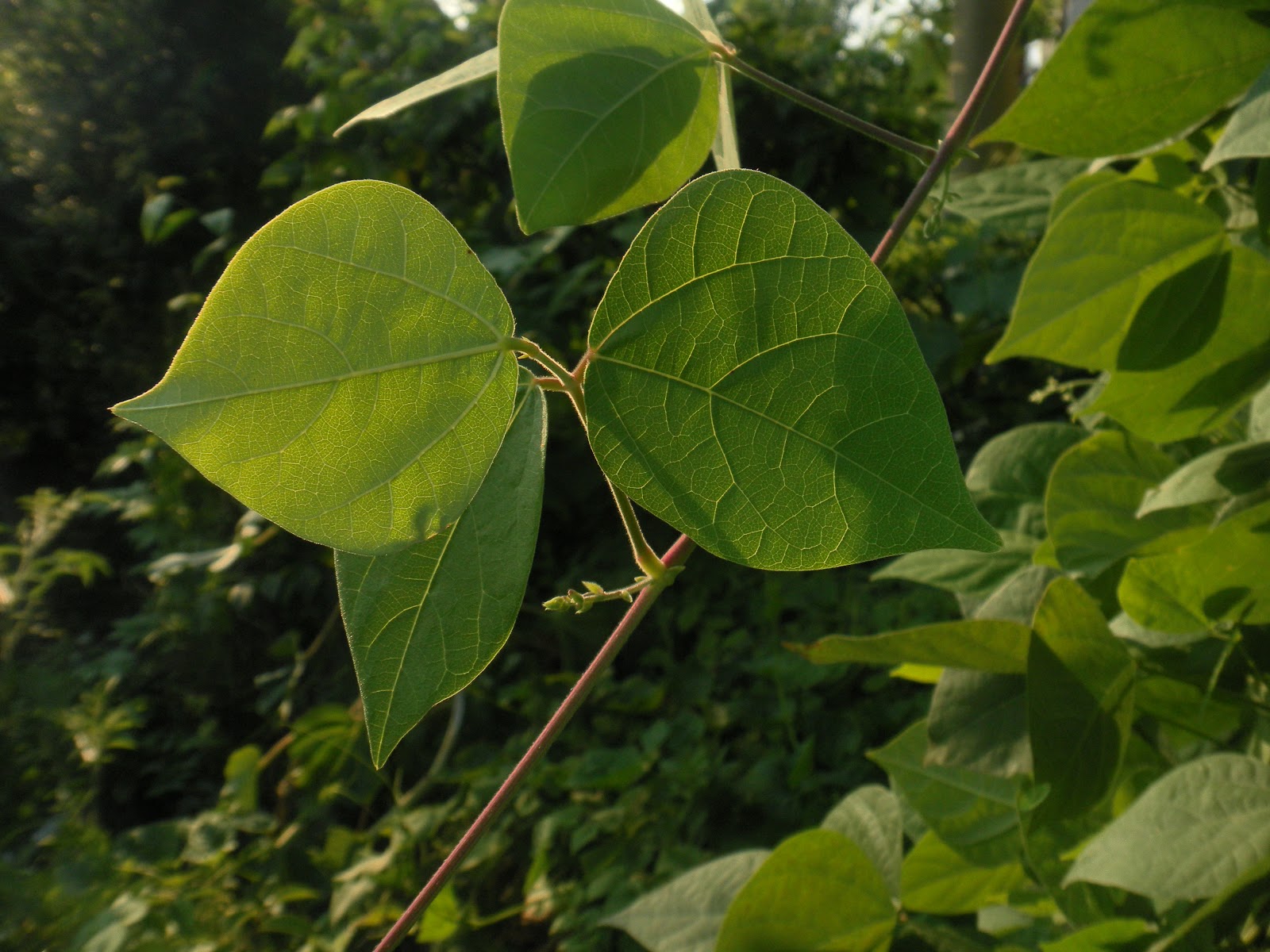 Scirpidiella's Plants: Wild Perennial Hardy Bean (Phaseolus polystachios)