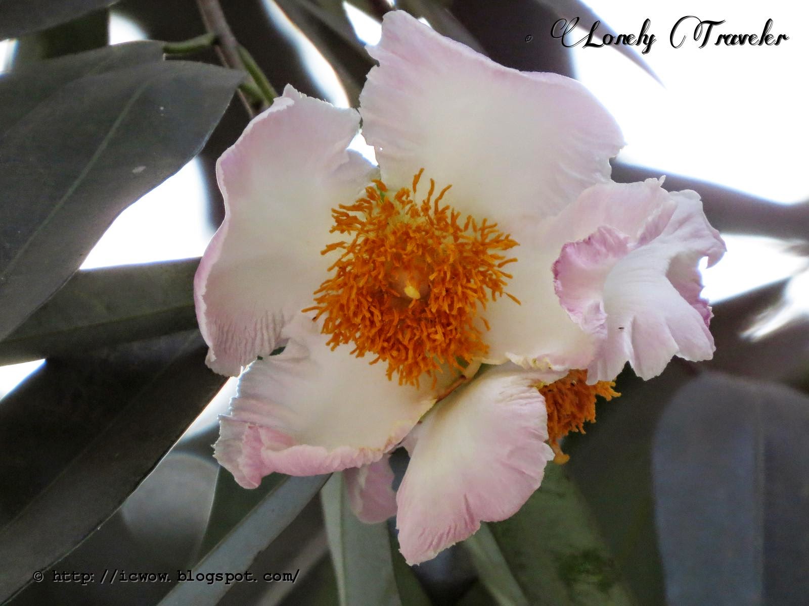 Nagesshor ful (নাগেশ্বর ফুল) - Mesua ferrea