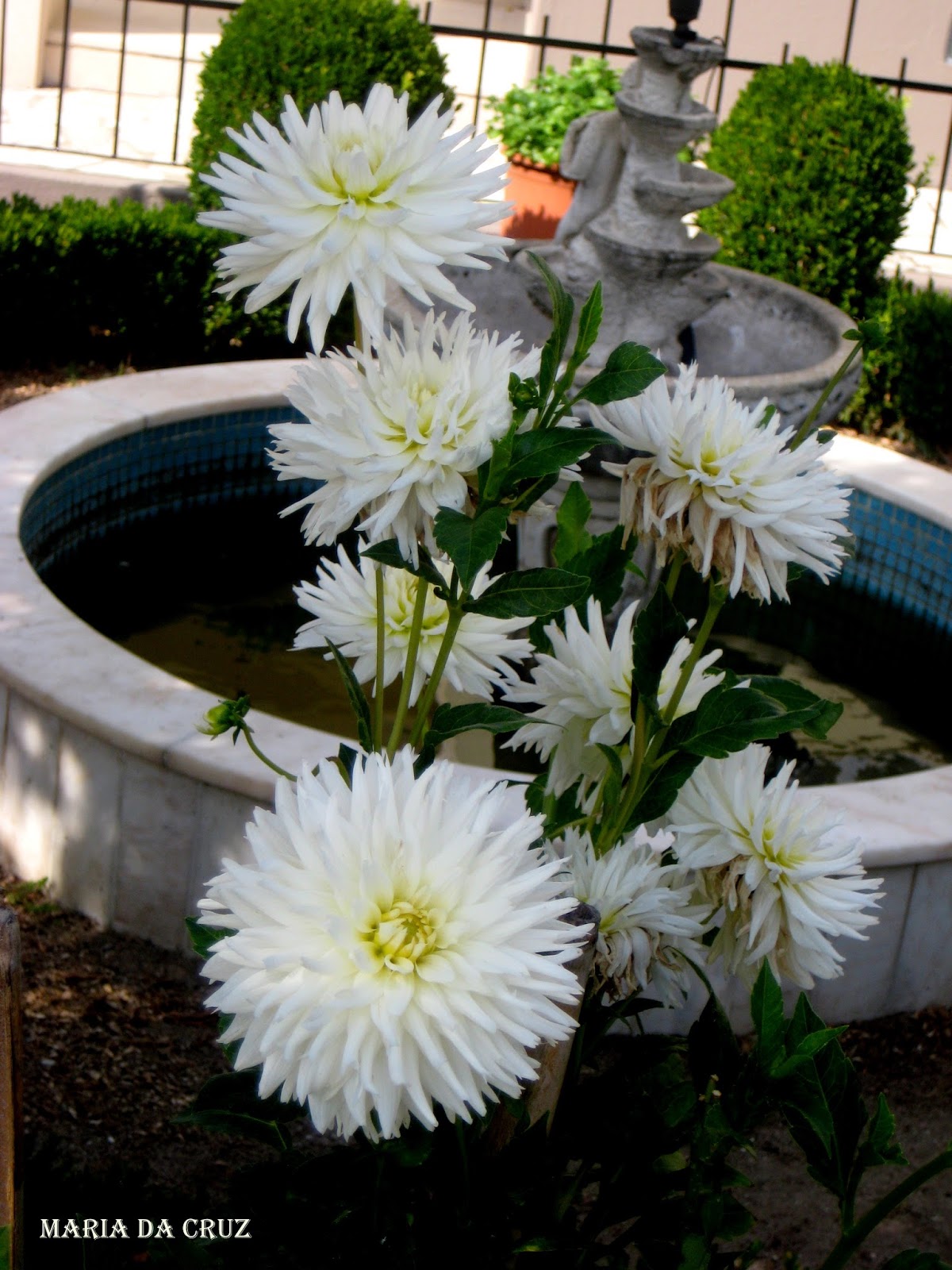 as-minhas-flores-d-lias-brancas