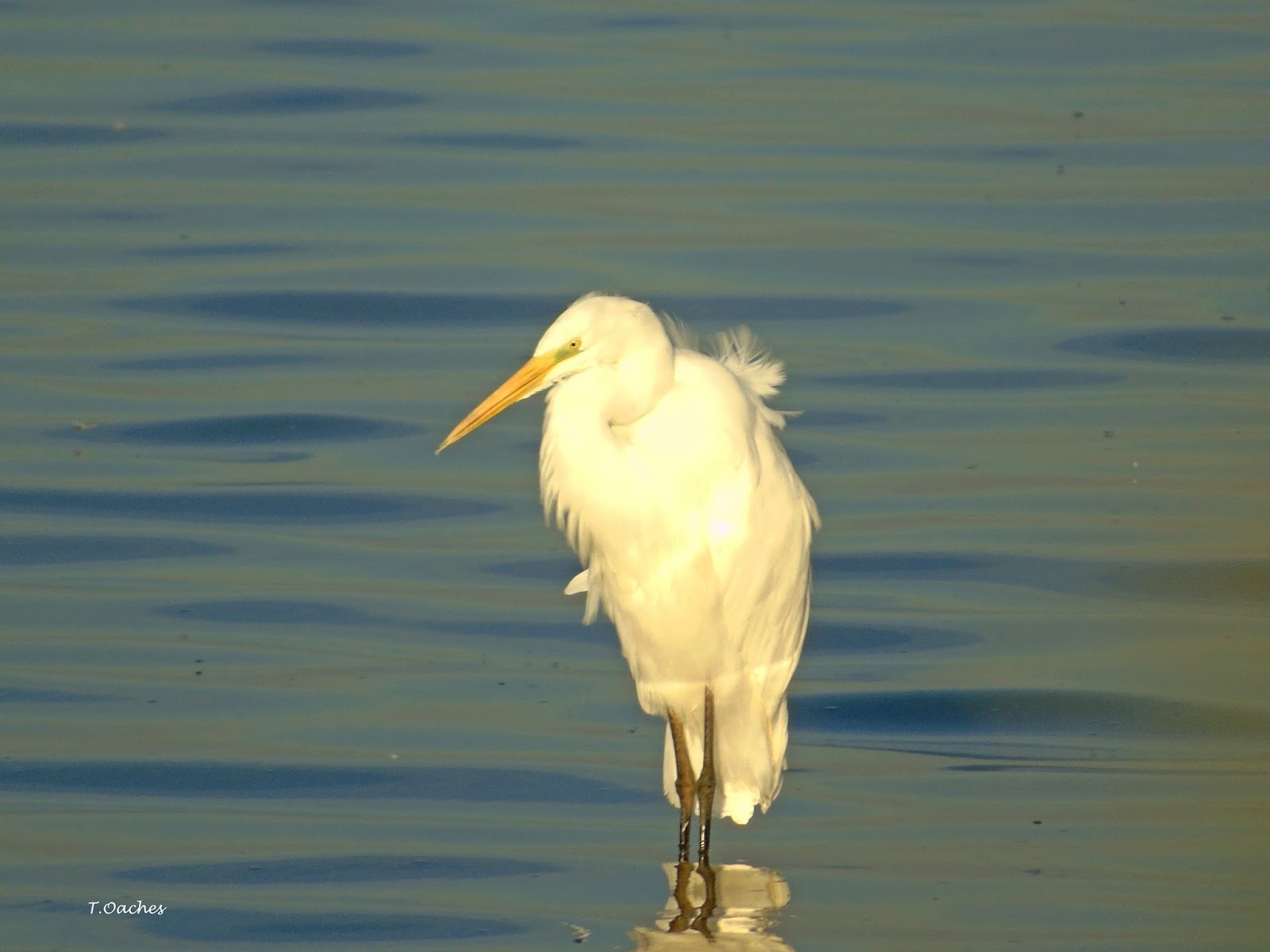 PASARI DIN ROMANIA: EGRETA MARE, Ardea alba
