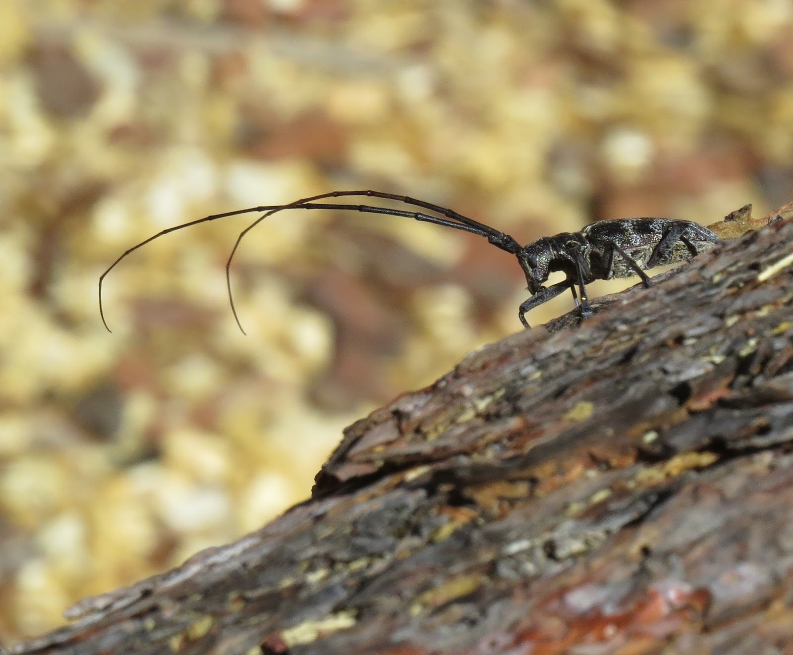 Bug Eric: Mate Guarding and Oviposition in the White-spotted Sawyer ...