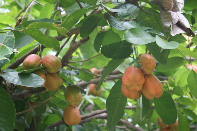 Haiti Hiatus: Brother Edward Shows Us a Glimpse of the Abundant Plant ...