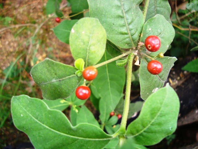 Plant Lovers: Patal Garuda