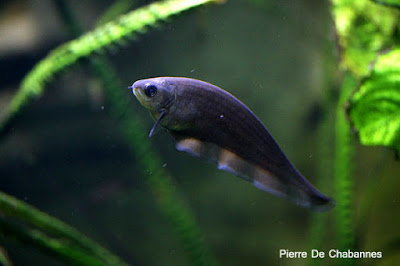 Mania de Aquário: Peixe Faca Africano (Xenomystus nigri)