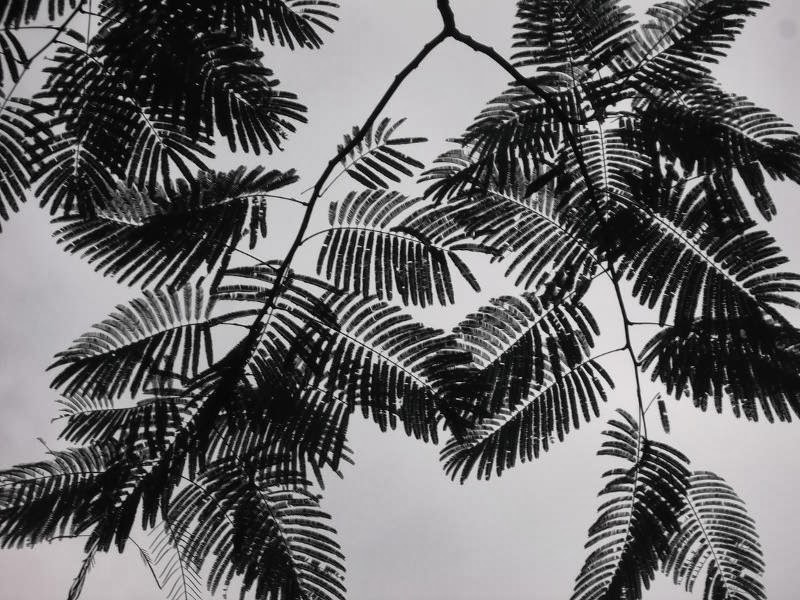 Sítio Canto das Siriemas: Angico Branco