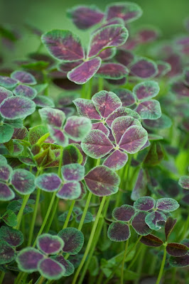 Dingue de plantes: Vive les trêfles