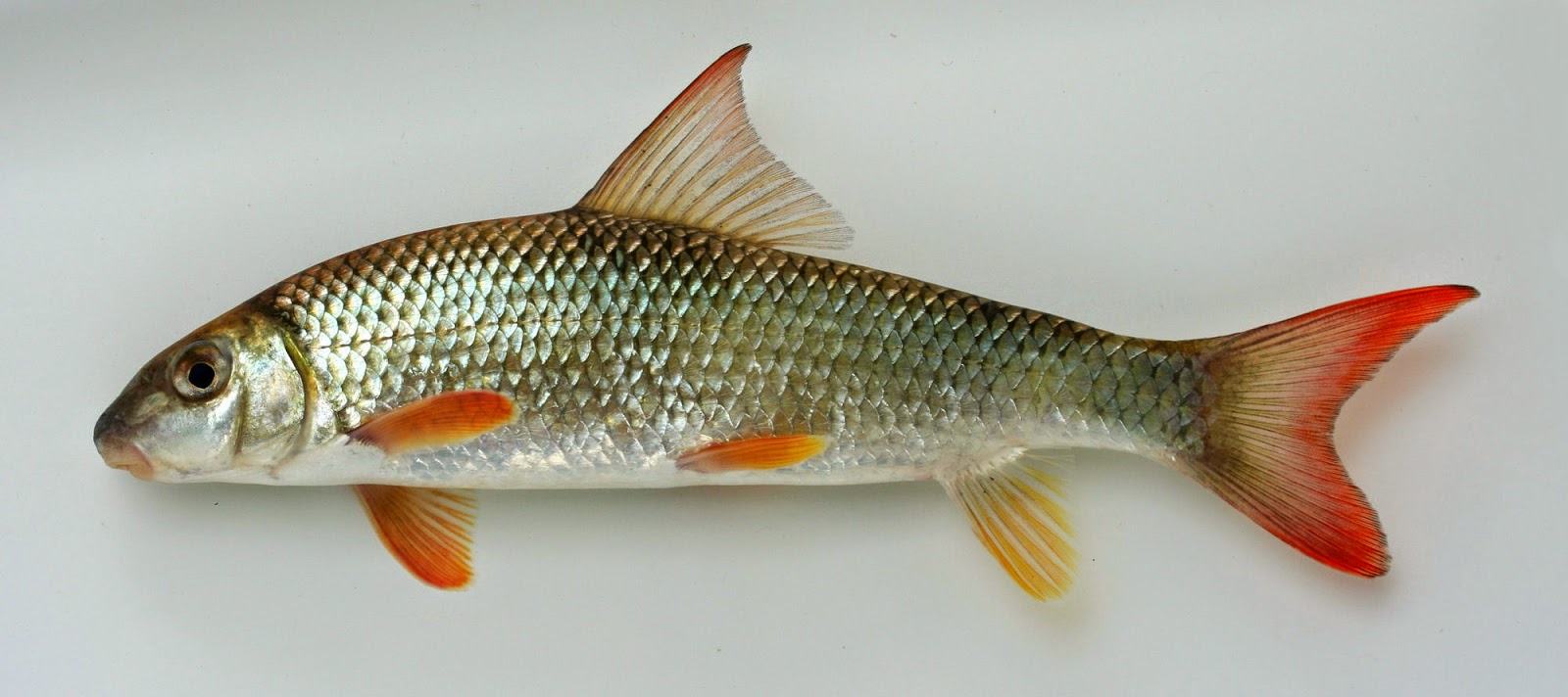 River Rat Diary: Redhorse Sucker spawning