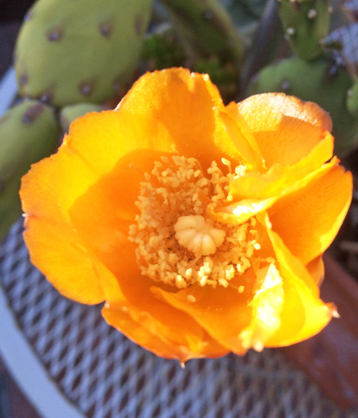 Rose Mary's Clay: COPPER WASHERS