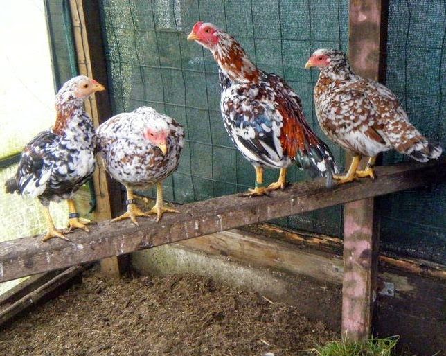 Aseel Information Medicines And Sale Point: Bantam Aseels