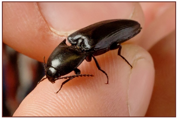 Besouros que conseguem pular sem as pernas podem possibilitar a ...