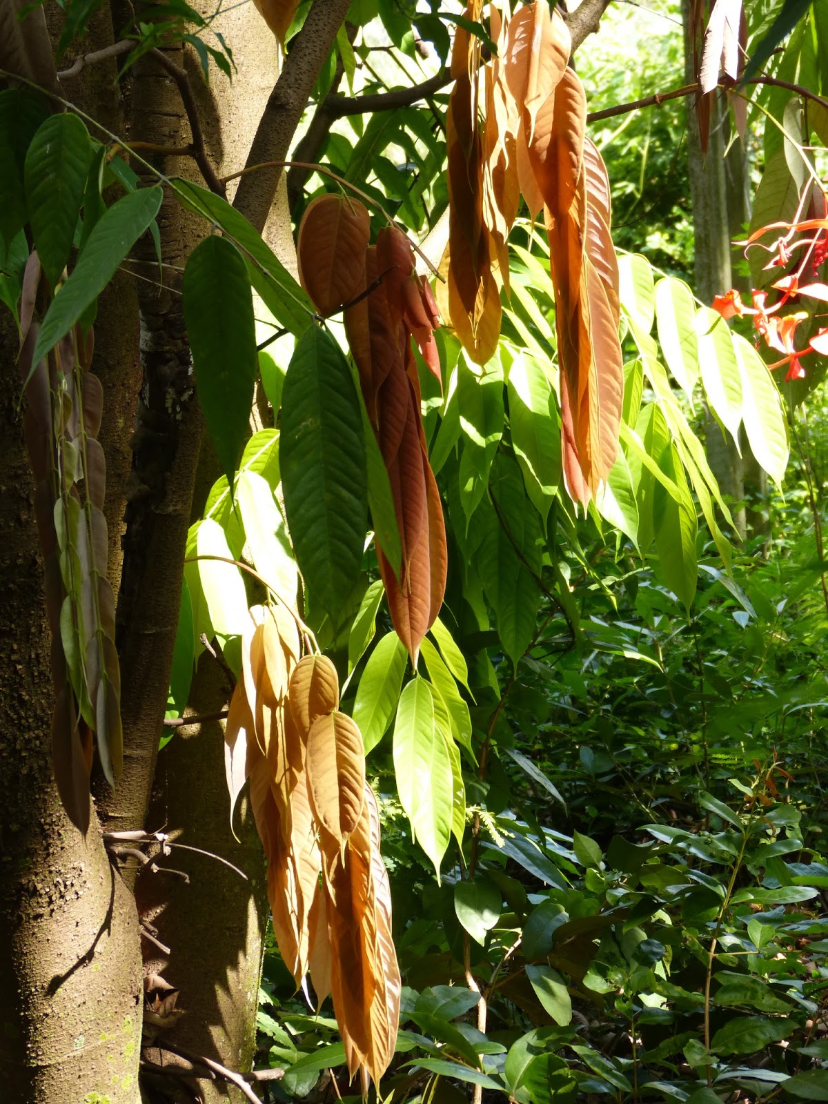 PLANTAS INCRÍVEIS: A RAINHA-DAS-ÁRVORES ( Amherstia nobilis )