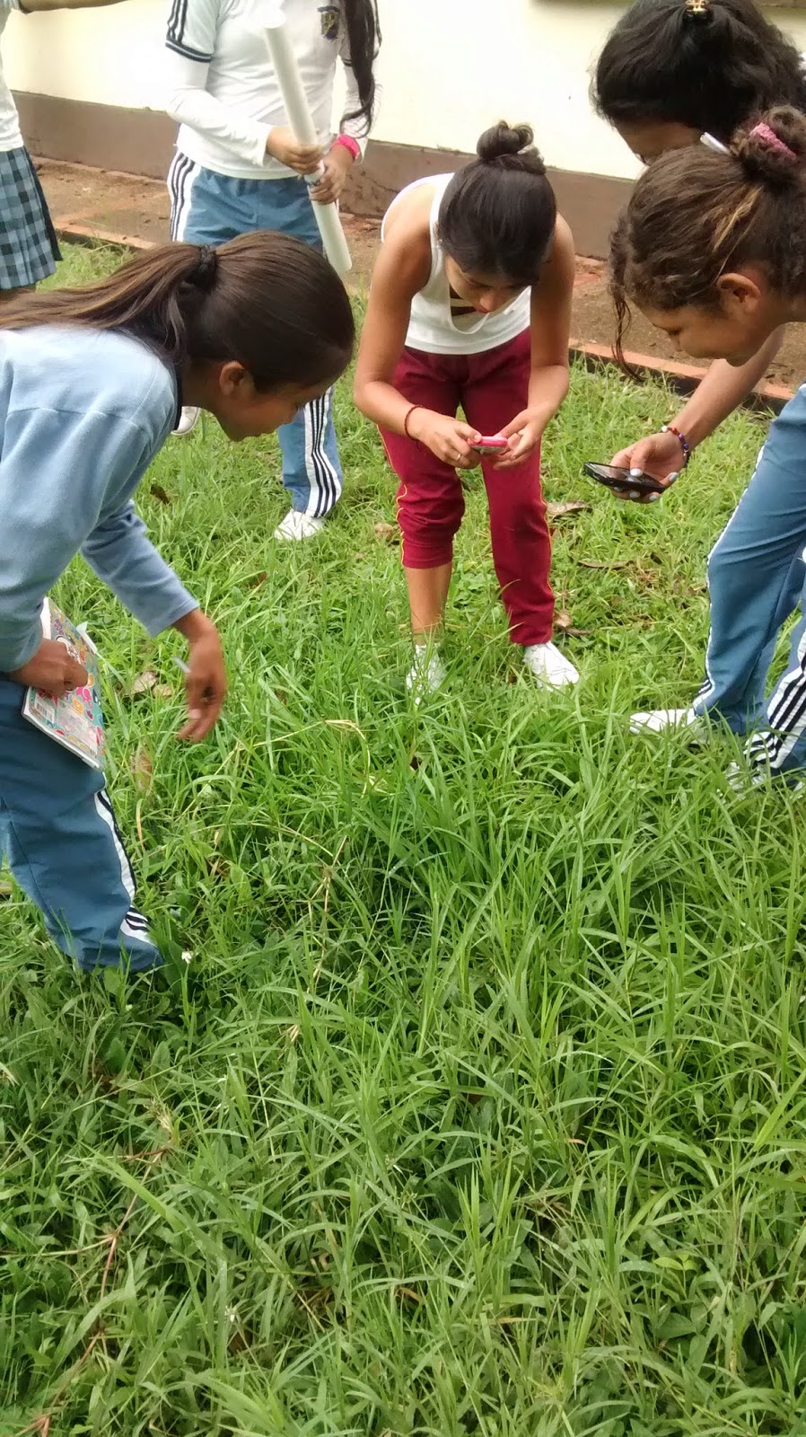 INSECTARIOS: INSECTARIOS VIRTUALES